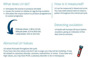 Understanding Luteinising Hormone (LH) - Embryo Clinic